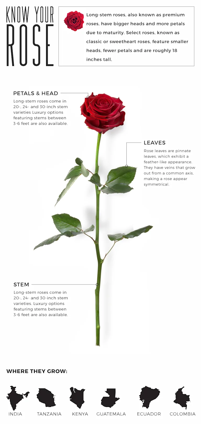 Anatomy, Terminology, & Luxury: Your Rose Guide - Fresh by FTD