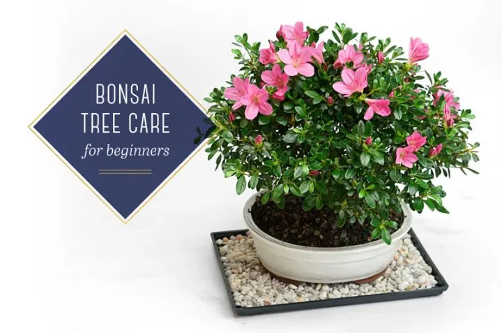 Bonsai Tree Care for Beginners - FTD.com