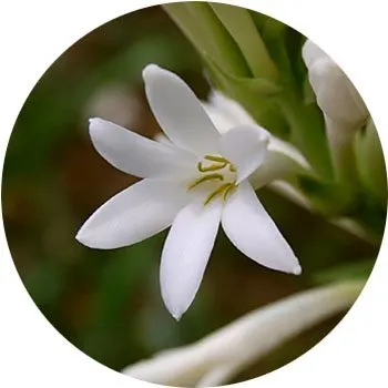 48 Types of White Flowers - ProFlowers Blog