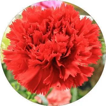 41 Types of Red Flowers - ProFlowers Blog