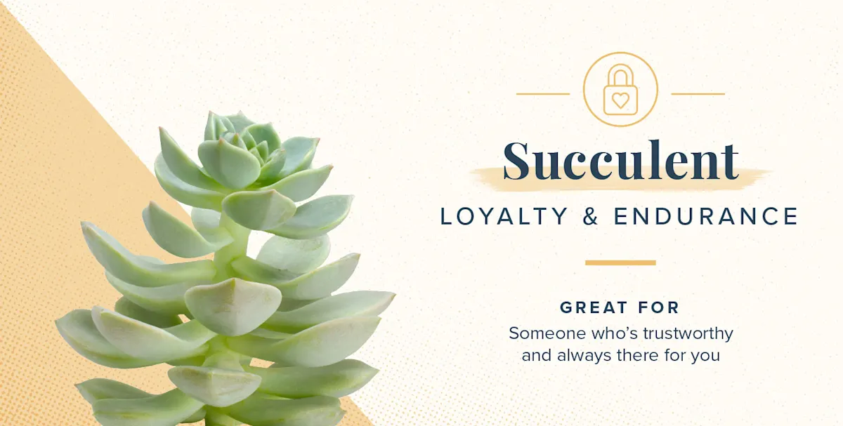 Plant Symbolism Guide: 31 Plants for Every Personality | Proflowers Blog