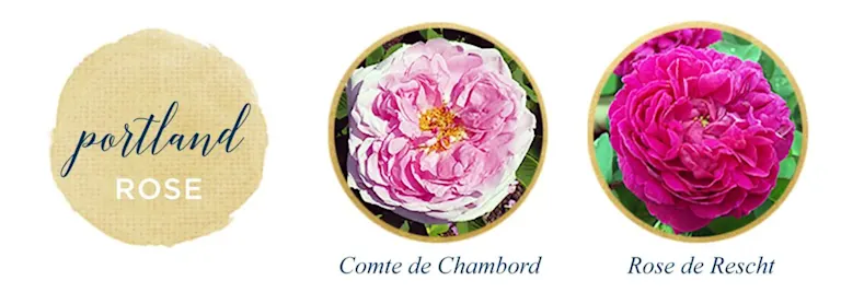 Types of Roses: A Visual Compendium - FTD.com