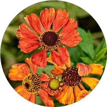27 Types of Orange Flowers - ProFlowers Blog
