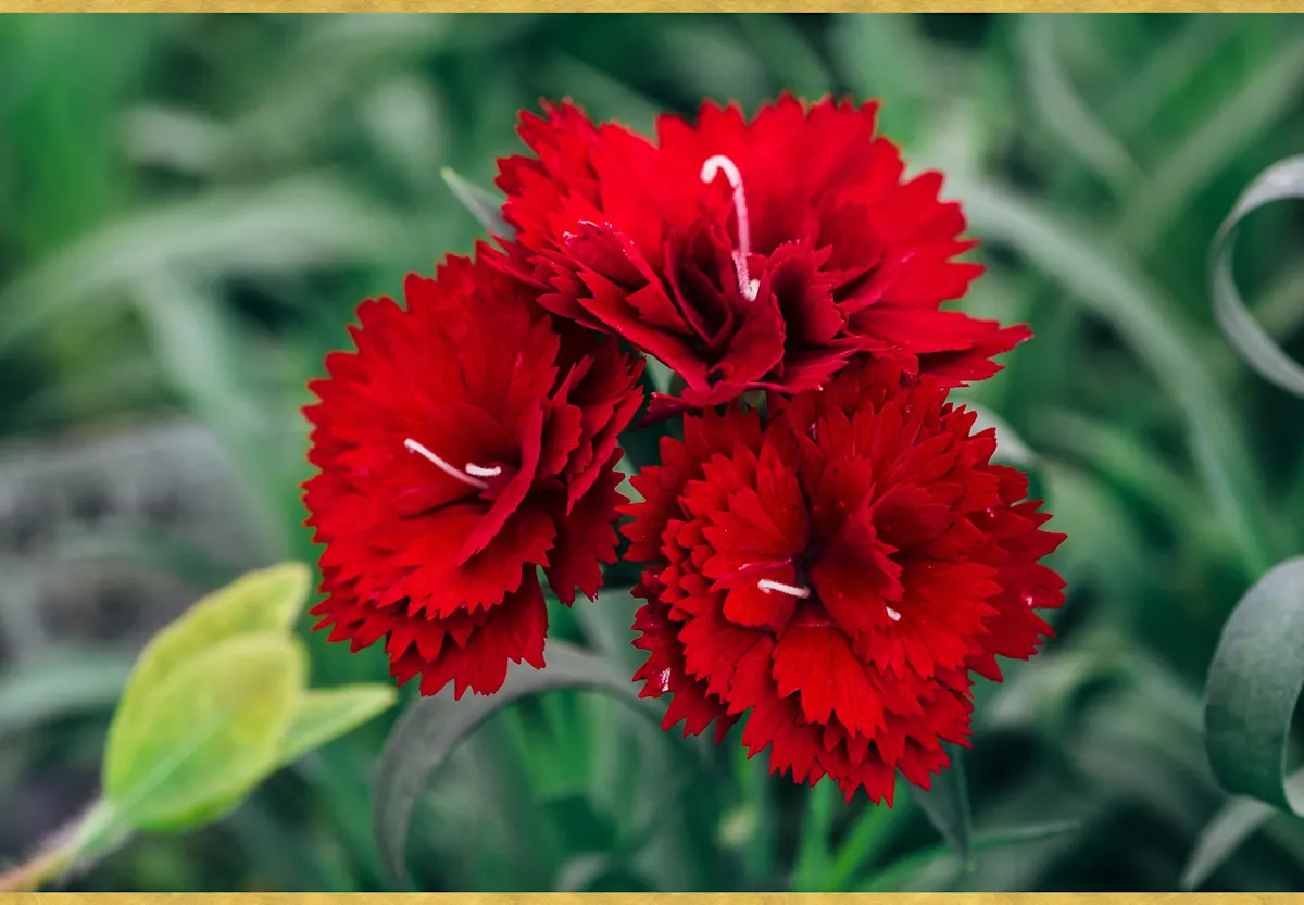 A Guide to Growing Carnations - FTD.com