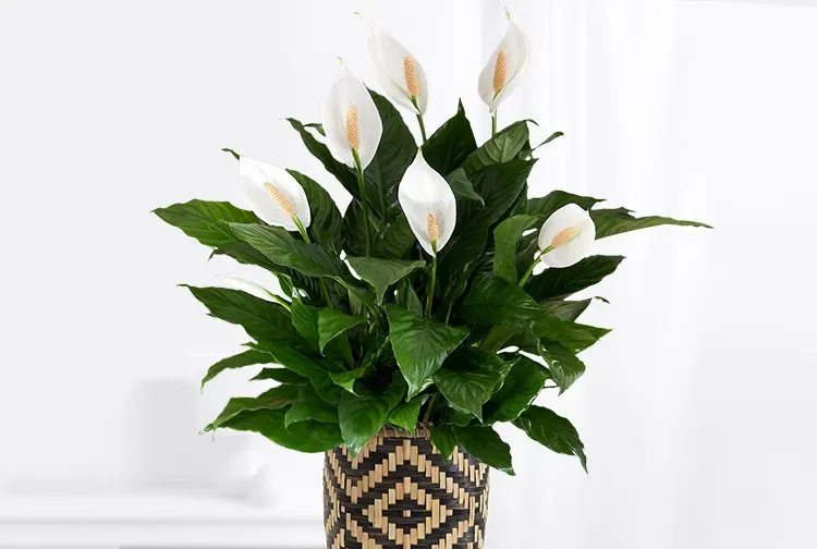 Peace Lily Care Guide: Growing Information and Tips | ProFlowers