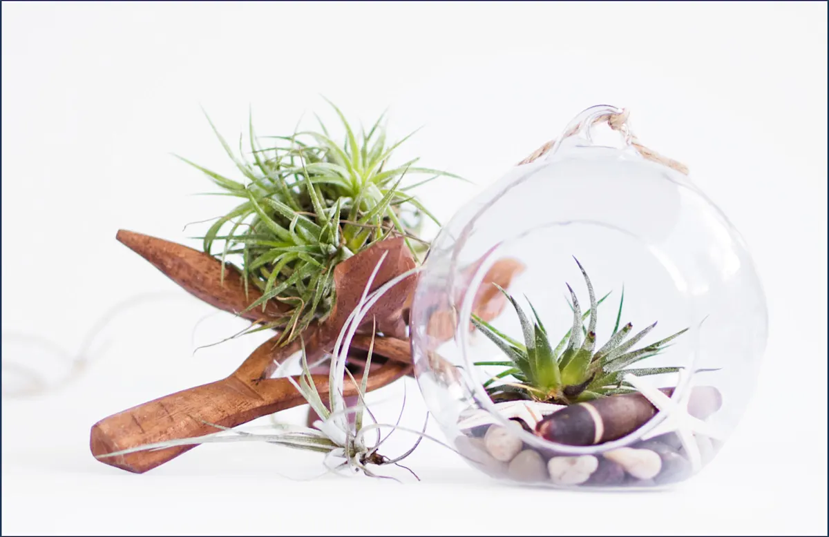 Air Plant Care Guide: Growing Information + Tips | Proflowers Blog