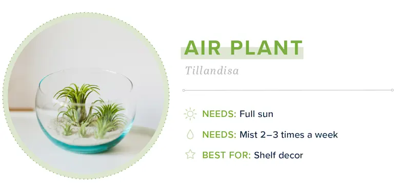 21 Small Indoor Plants for Apartment Living | Proflowers Blog