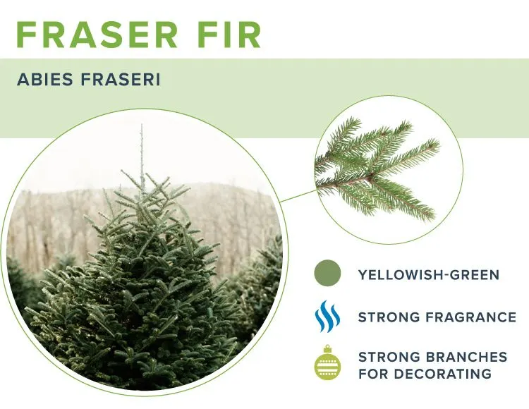 16 Types of Christmas Trees | Proflowers Blog