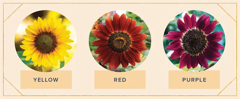 16 Sunflower Facts That Are So Sweet - ProFlowers Blog