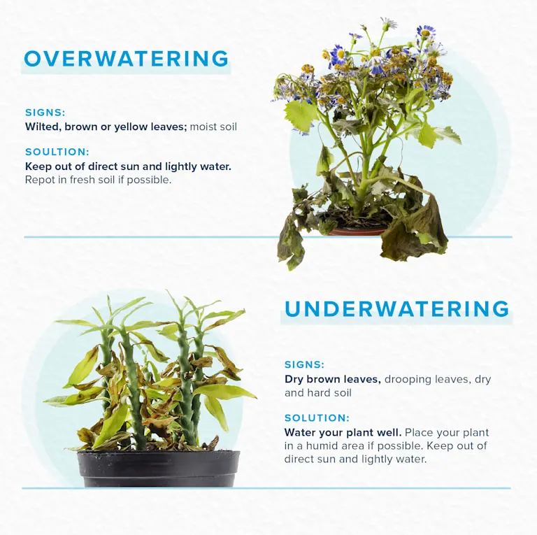 How to Revive a Plant | Proflowers Blog