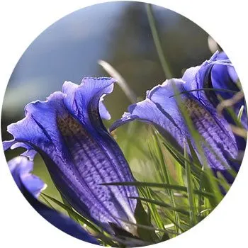 41 Types of Blue Flowers - ProFlowers Blog