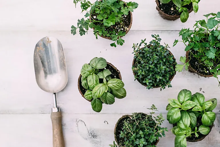 Homemade Plant Food to Keep Your Plants Happy | Proflowers Blog