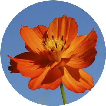 41 Types of Red Flowers - ProFlowers Blog