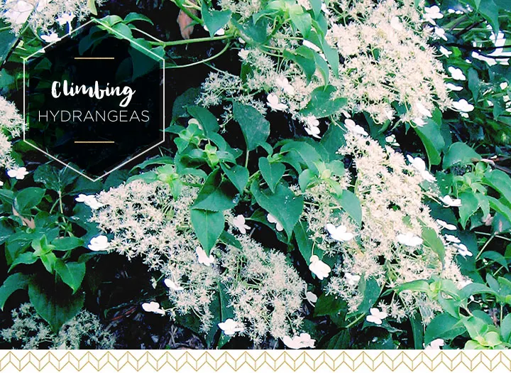 Types of Hydrangeas: A Visual Guide - FTD.com