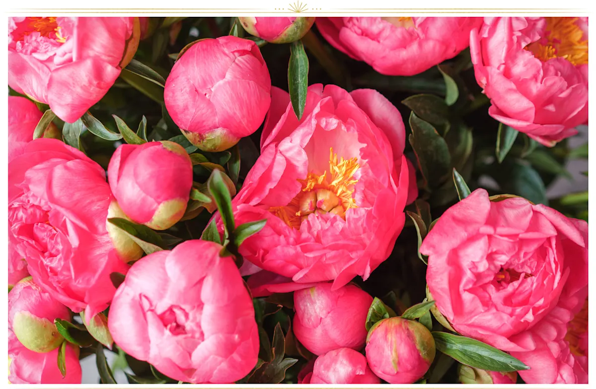 26 Types of Pink Flowers: Tips + Pictures | Proflowers Blog