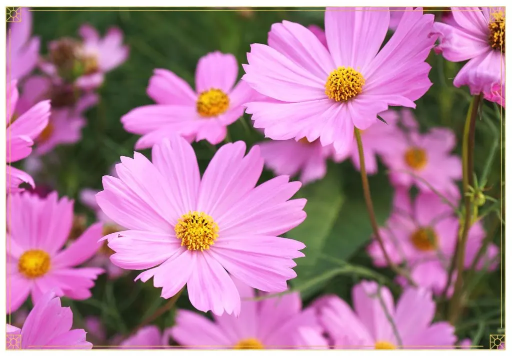 20 Heat-Tolerant Plants That Will Thrive in Hot Summers | FTD