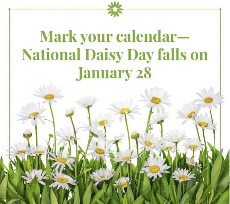 National Daisy Day | Proflowers Blog