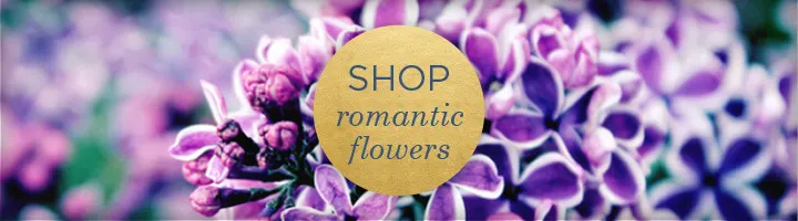 Lilac Meaning and Symbolism - FTD.com