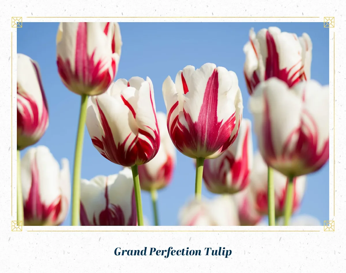 21 Types of Tulips That Will Brighten Up Your Garden | FTD