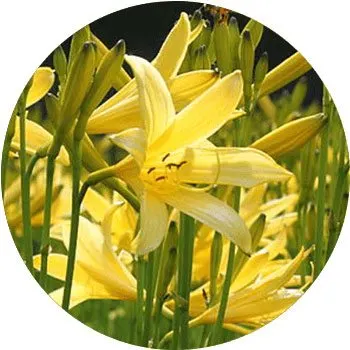 33 Types of Yellow Flowers | Proflowers Blog