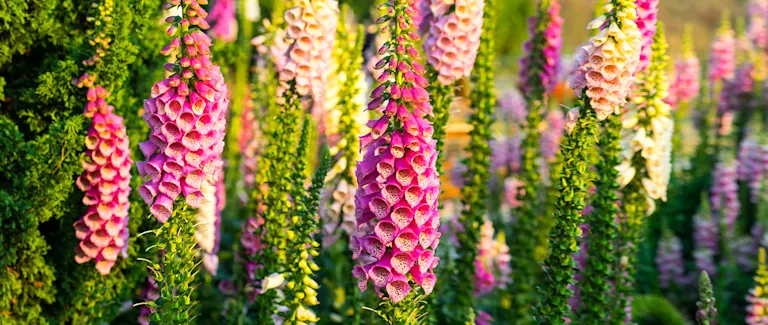 20 Poisonous Flowers to Watch Out For | Proflowers Blog