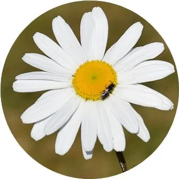 48 Types of White Flowers - ProFlowers Blog