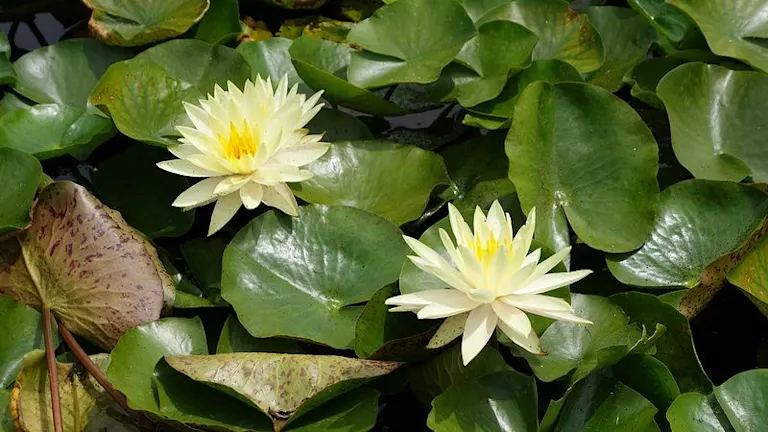 The 10 Best Botanical Gardens in Oregon - ProFlowers Blog