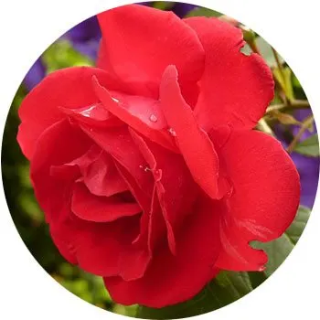 41 Types of Red Flowers - ProFlowers Blog