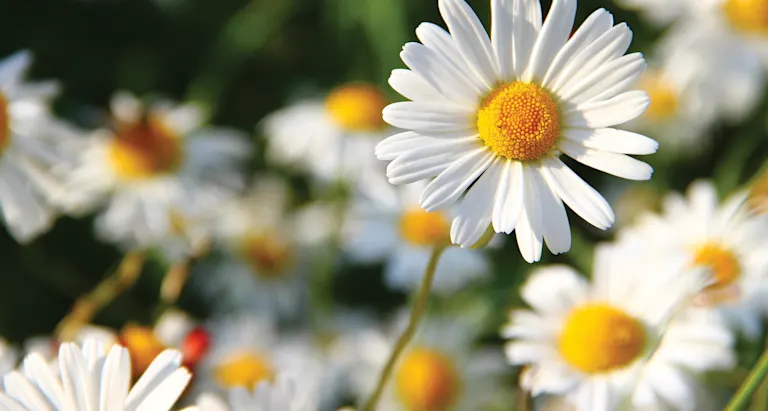 48 Types of White Flowers - ProFlowers Blog