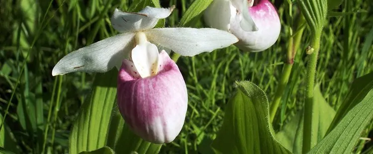 Minnesota State Flower - The Pink and White Lady's Slipper | Proflowers ...