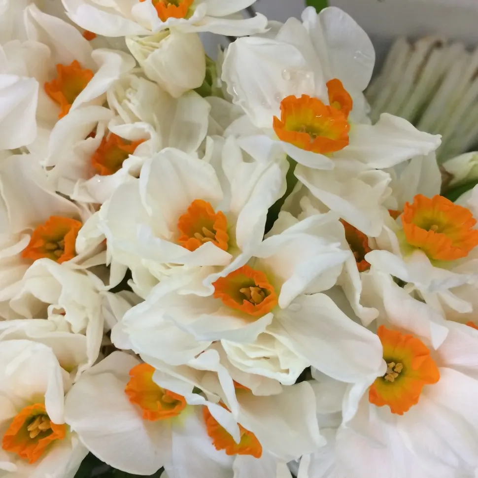 Spring Flowers - Fresh by FTD