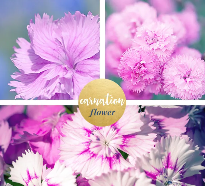 Carnation Meaning and Symbolism - FTD.com