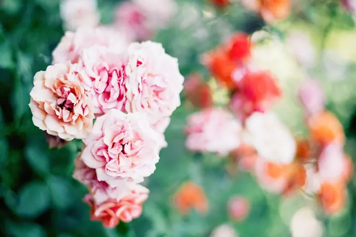 Rose Flower Meaning and Symbolism - FTD.com