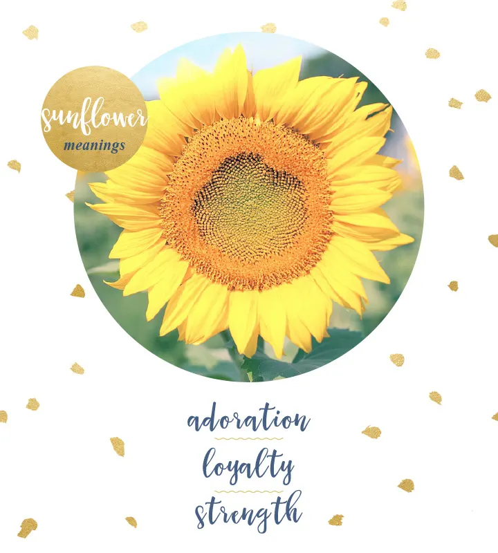 Sunflower Meaning and Symbolism - FTD.com