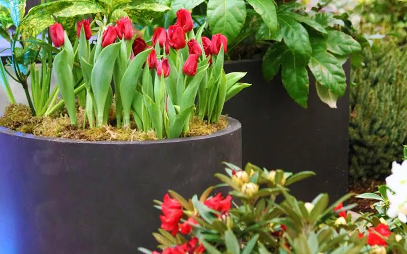 Conquer Small Spaces with Container Gardening - Fresh by FTD