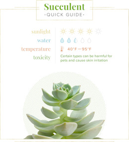 Succulent Care Guide Growing Information Tips ProFlowers Blog