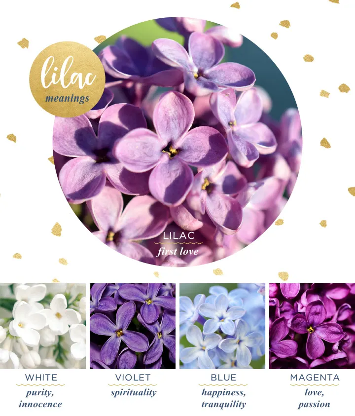Lilac Meaning and Symbolism - FTD.com