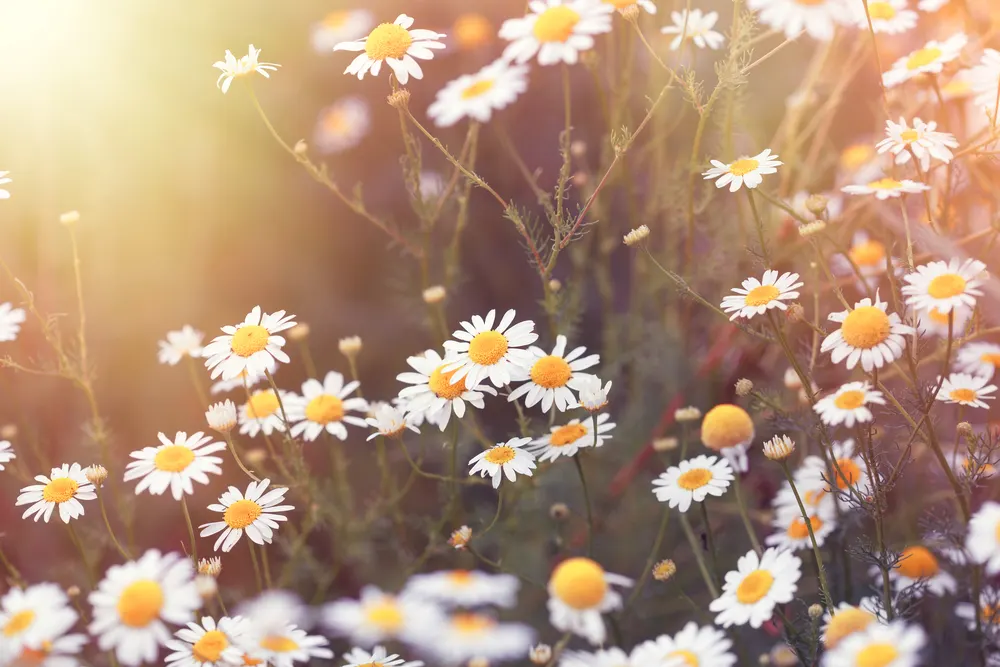 National Daisy Day | Proflowers Blog