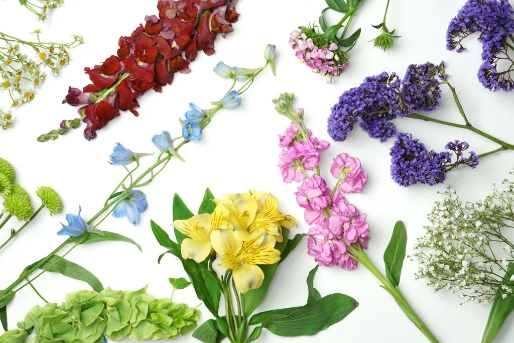 20 Types of Greenery and Filler Flowers - FTD.com