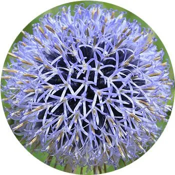 41 Types of Blue Flowers - ProFlowers Blog