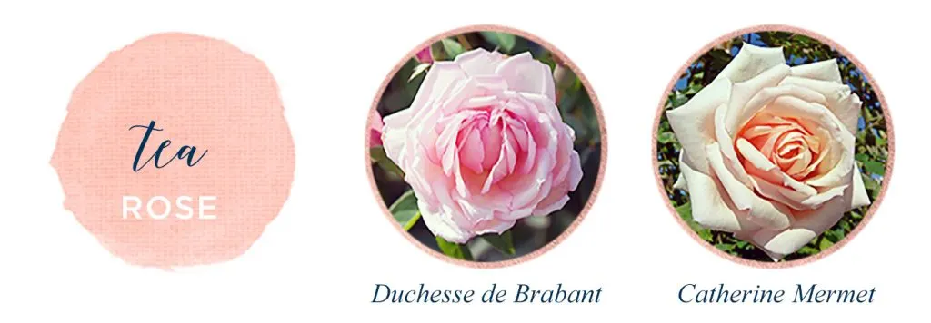 Types of Roses: A Visual Compendium - FTD.com