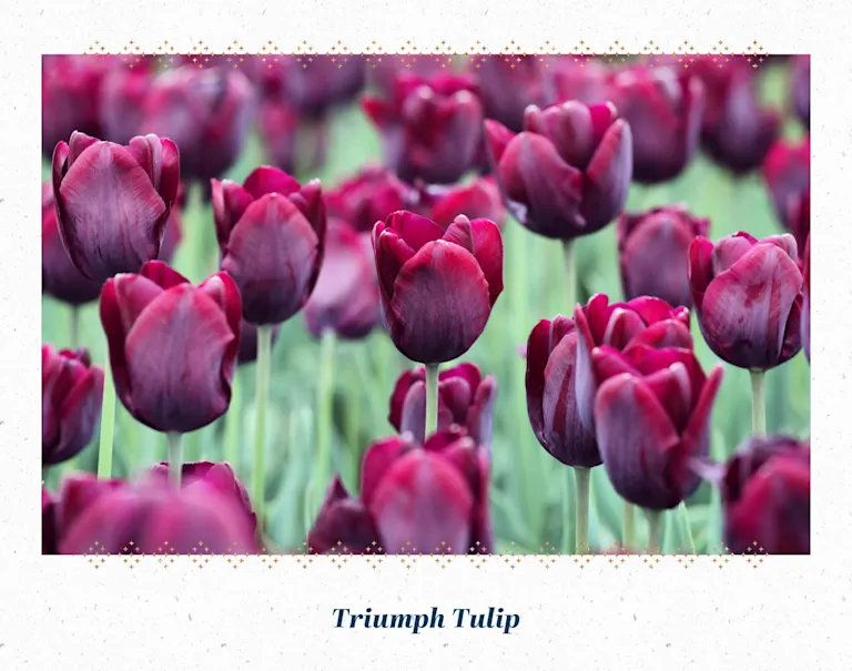 21 Types of Tulips That Will Brighten Up Your Garden | FTD