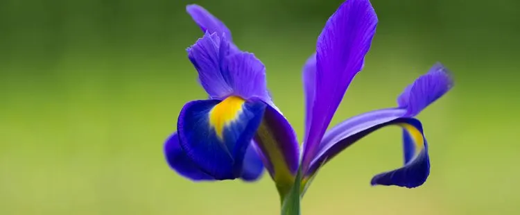 Tennessee State Flower | Proflowers Blog