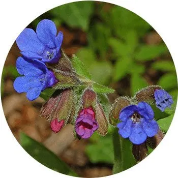 41 Types of Blue Flowers - ProFlowers Blog