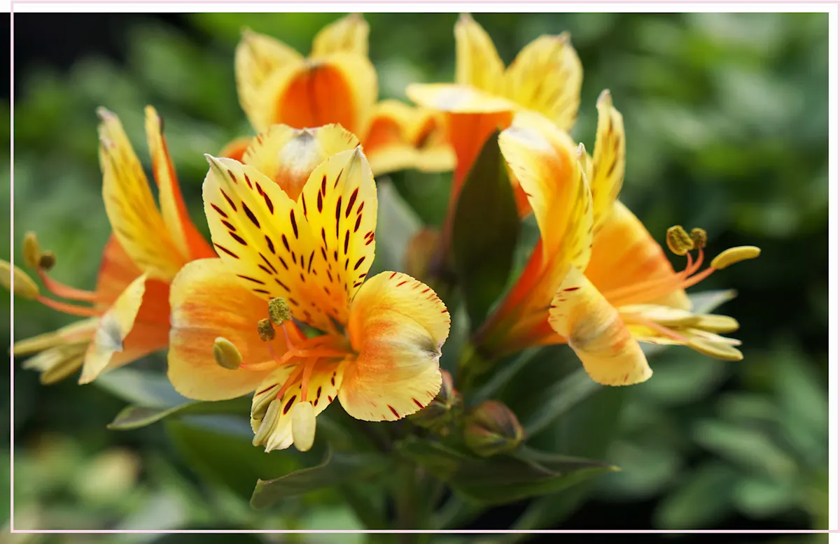 Alstroemeria Care Guide: Easy Plant, Grow and Care Tips | Proflowers Blog