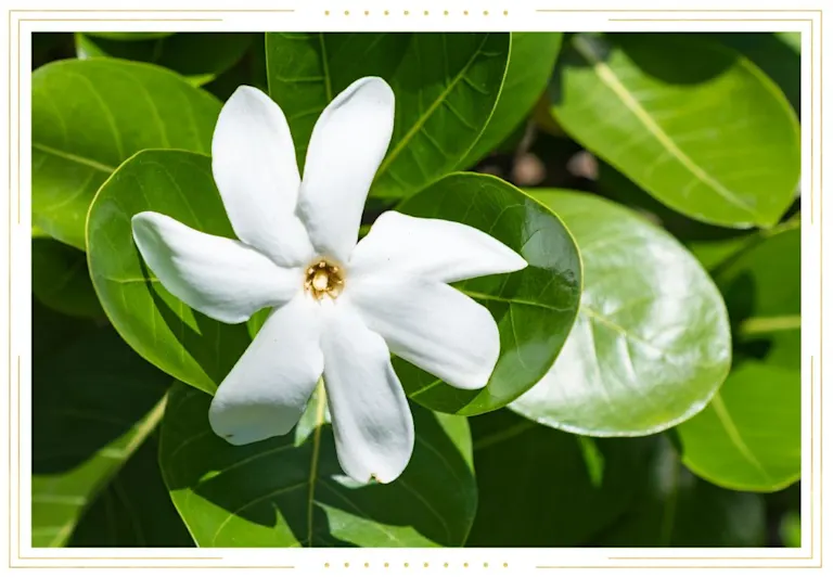 Gardenia Care Guide: Growing Tips + Info | FTD