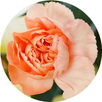 27 Types of Orange Flowers - ProFlowers Blog