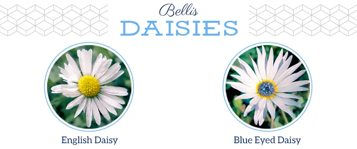 Types of Daisies: A Visual Compendium - FTD.com