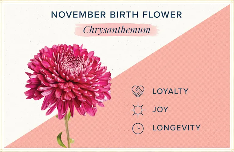 November Birth Flower + More: Chrysanthemum | Proflowers Blog