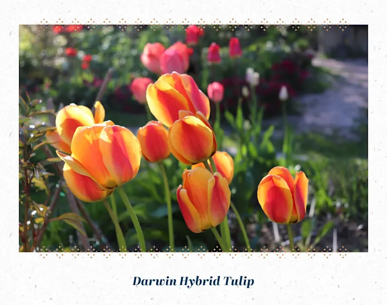 21 Types of Tulips That Will Brighten Up Your Garden | FTD
